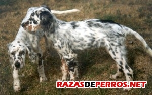 Setter Inglés » Razas de Perros