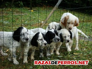 Setter Inglés » Razas de Perros