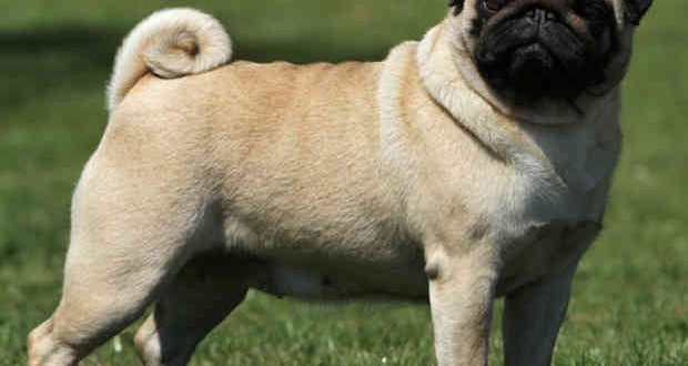 Caracteristicas principales del Pug - RazasDePerros.net