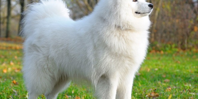 El perro Samoyedo » Razas de Perros