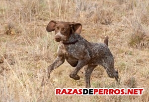Pointer - RazasDePerros.net