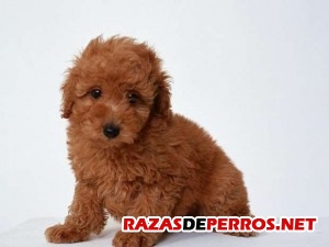 Poodle - RazasDePerros.net